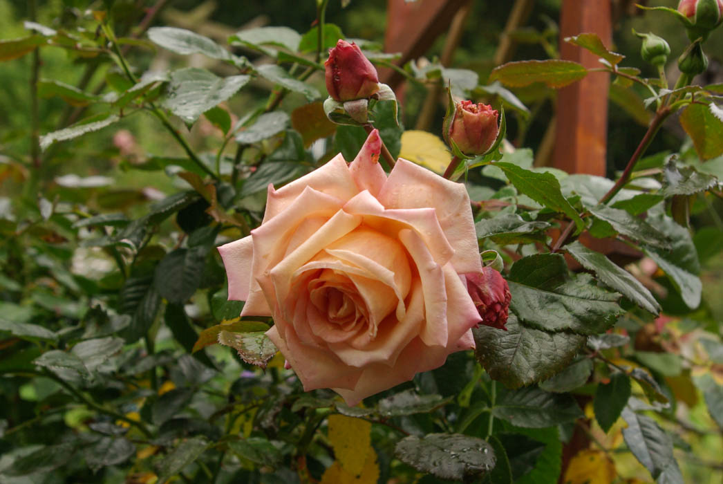 Barock – Rose-Biblio