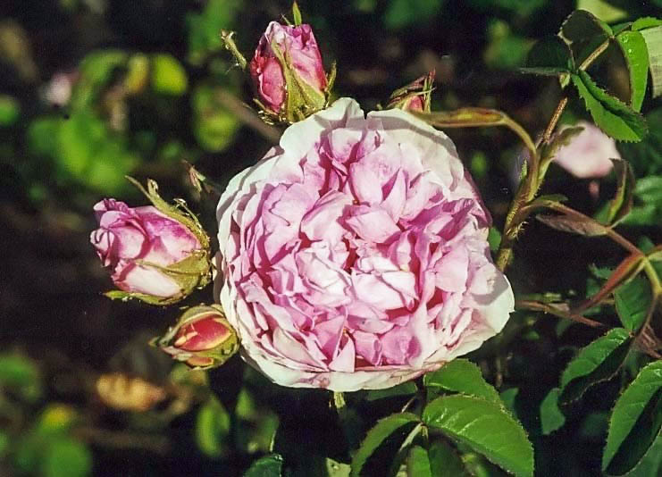 Mireille, Teerose – Rose-Biblio