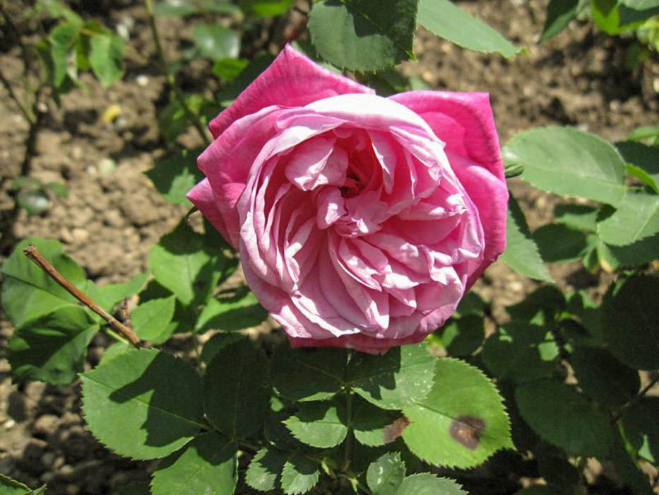 Apolline – Rose-Biblio