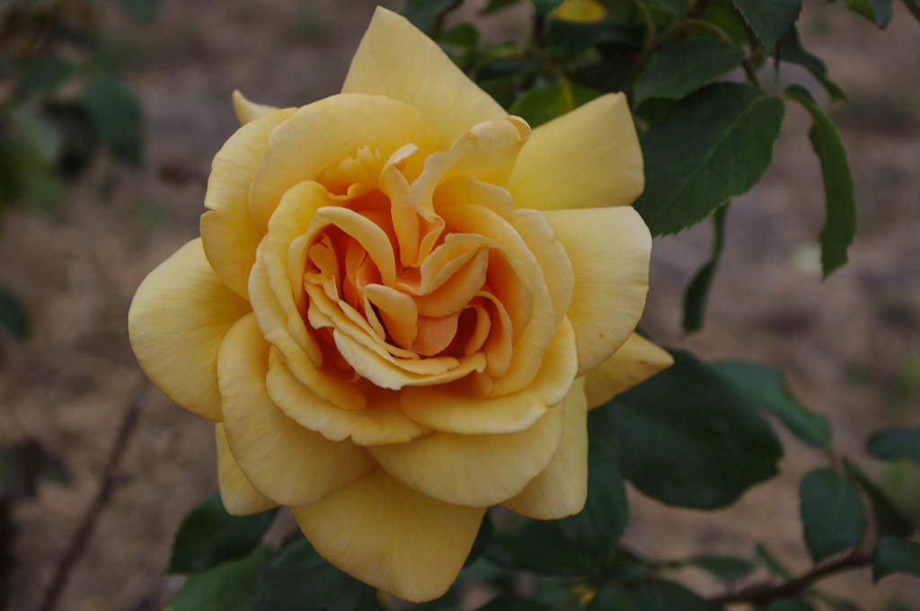 Spek's Yellow – Rose-Biblio