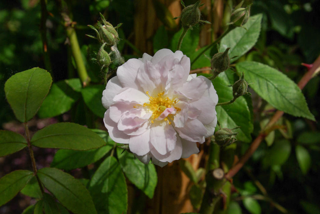 Datei:R. multiflora Thunb. var carnea Thory, SGH (2)-1-w.jpg – Rose-Biblio