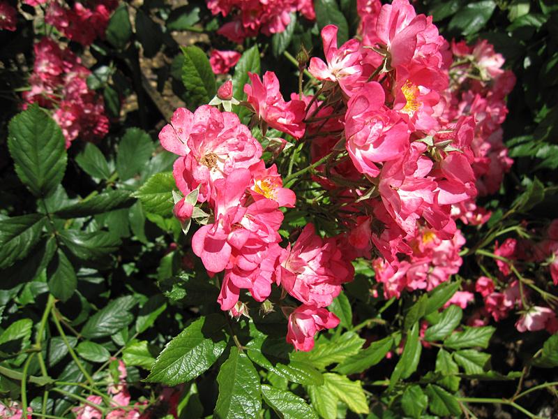 Robin Hood – Rose-Biblio