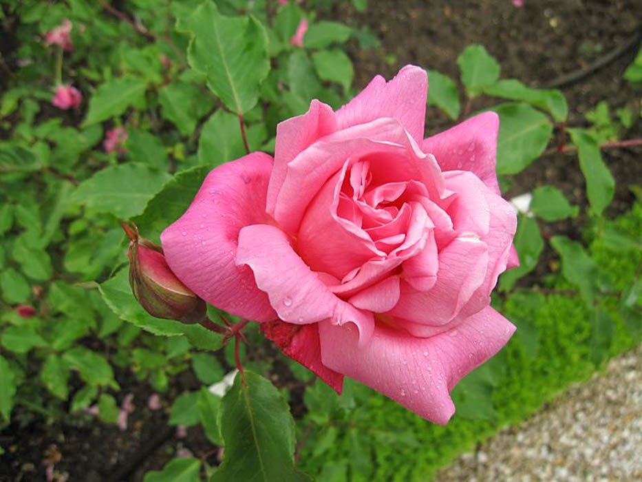 Silène – Rose-Biblio