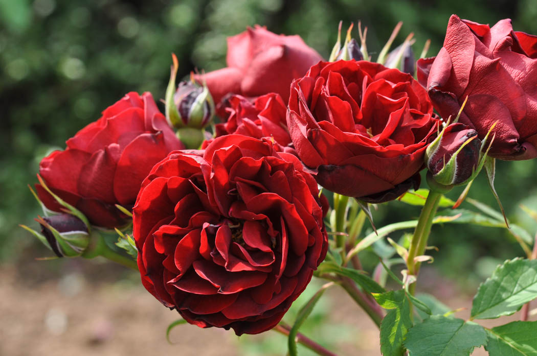 Hope for Humanity – Rose-Biblio