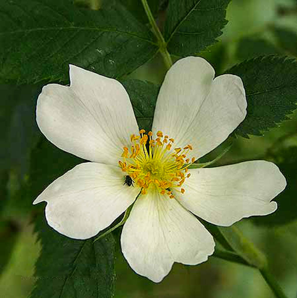 Datei:Rosa x alba 'Simplex', Christne Meile 1-2-w.jpg – Rose-Biblio