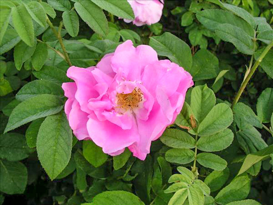 Rose Félicité Bouteloup – Rose-Biblio