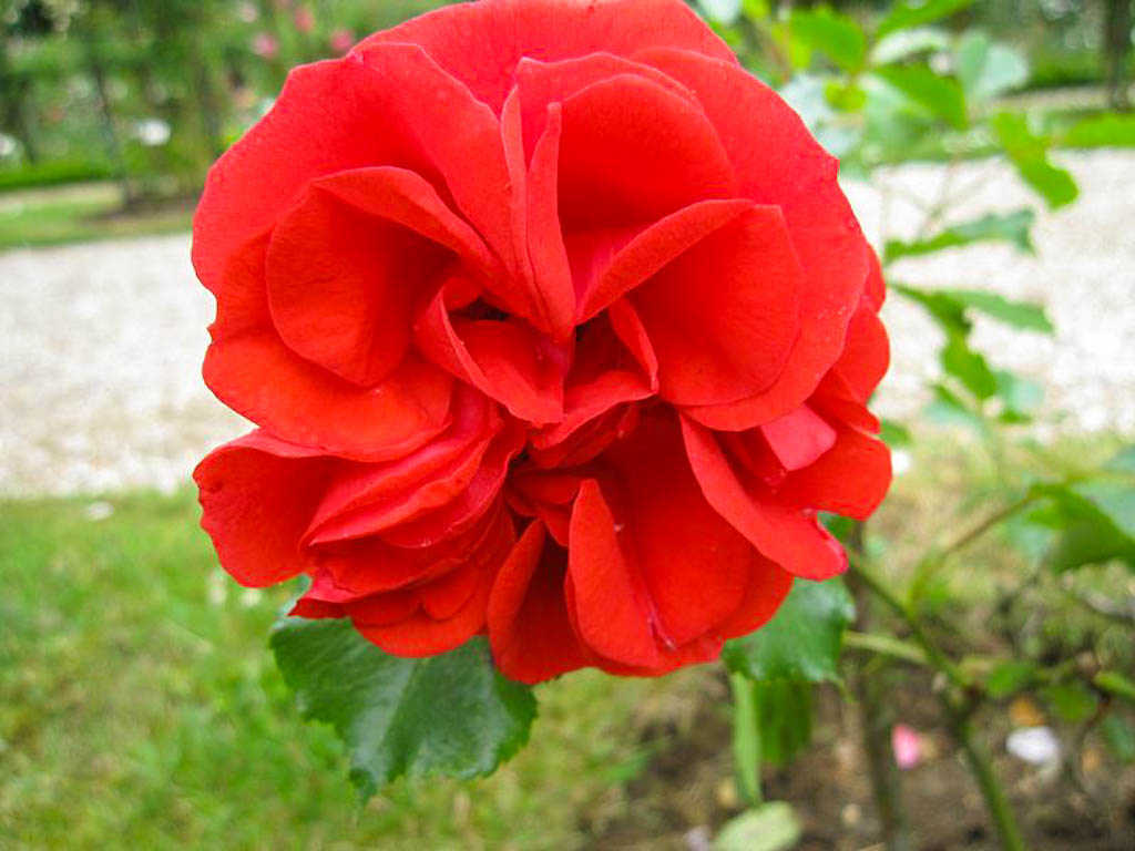 Floradora – Rose-Biblio