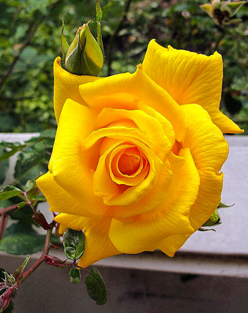 Royal Gold – Rose-Biblio