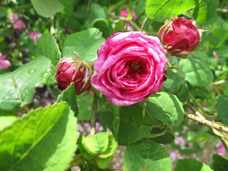 Gazella – Rose-Biblio