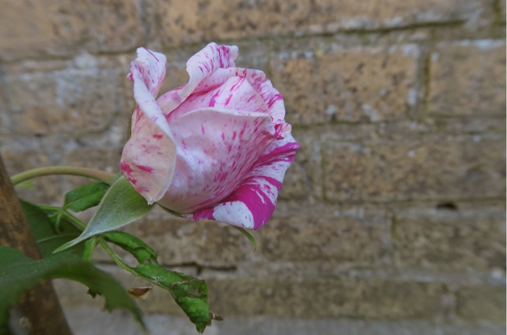 Moore's Striped Rugosa – Rose-Biblio