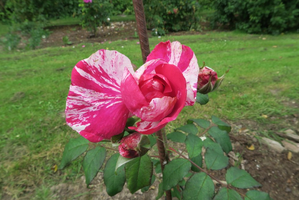 Moore's Striped Rugosa – Rose-Biblio