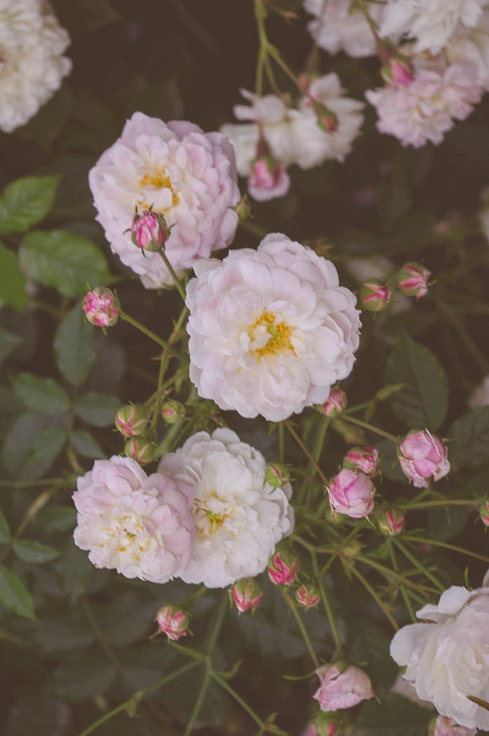 Champney's Pink Cluster – Rose-Biblio