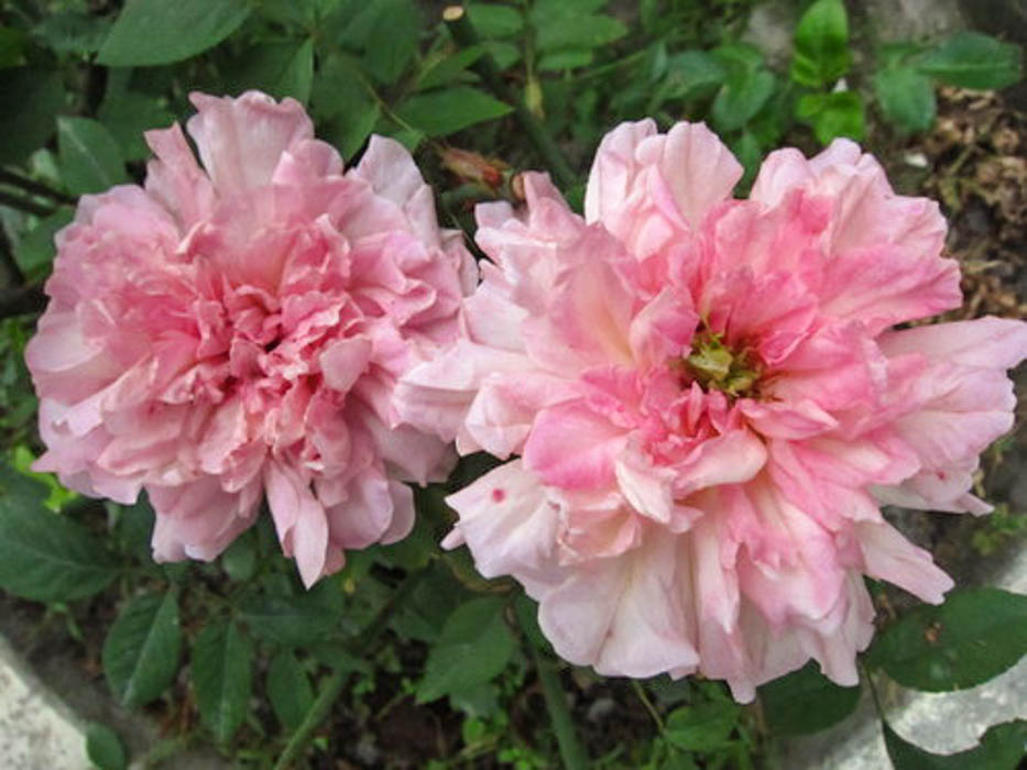 Datei:Sai Zhao Jun, Imagination Rose Garden, Taiwan 1-1-w.jpg – Rose-Biblio