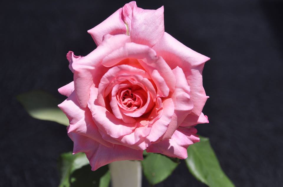 Sincerely – Rose-Biblio