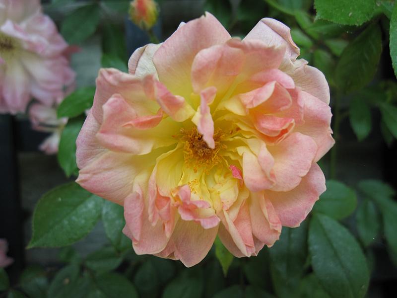 Phyllis Bide – Rose-Biblio