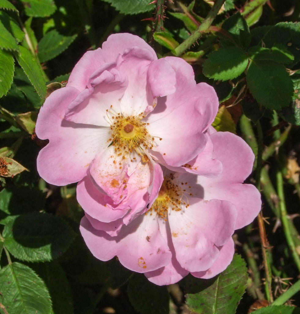 Chabert de Barbeira – Rose-Biblio