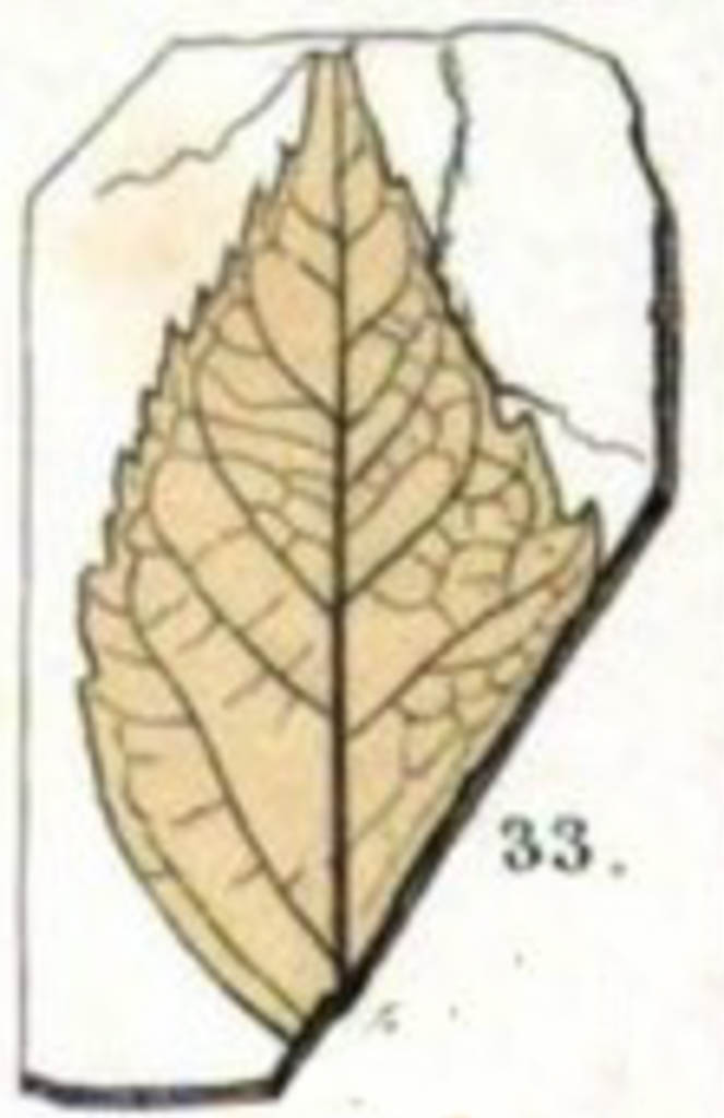 Rosa lignitum Heer – Rose-Biblio