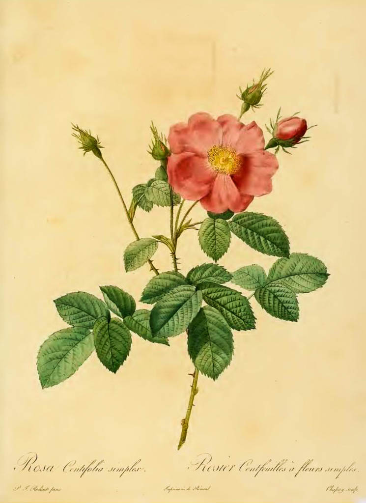 Datei:Rose centifolia 'a fleurs simples, Les Roses I, 1817-2-w.jpg ...