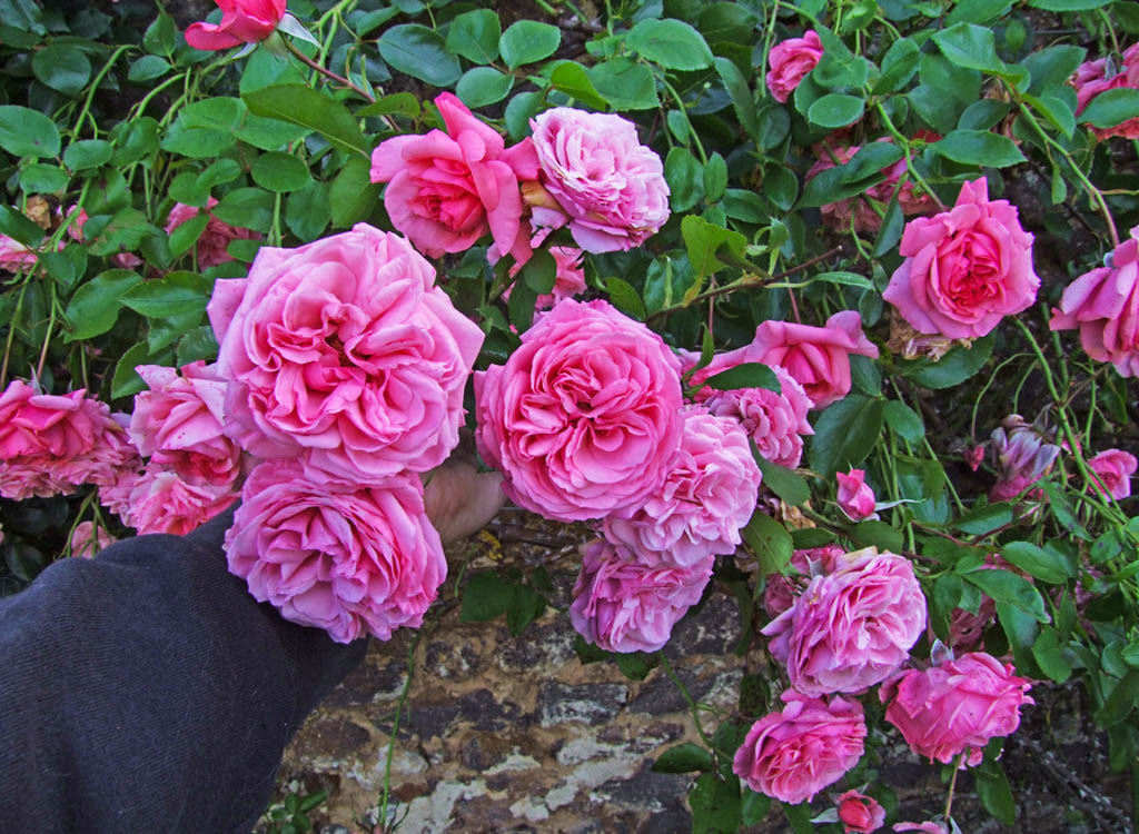 Datei:Fabre d'Eglantine, Guillaume Epinal 3-2-w.jpg – Rose-Biblio