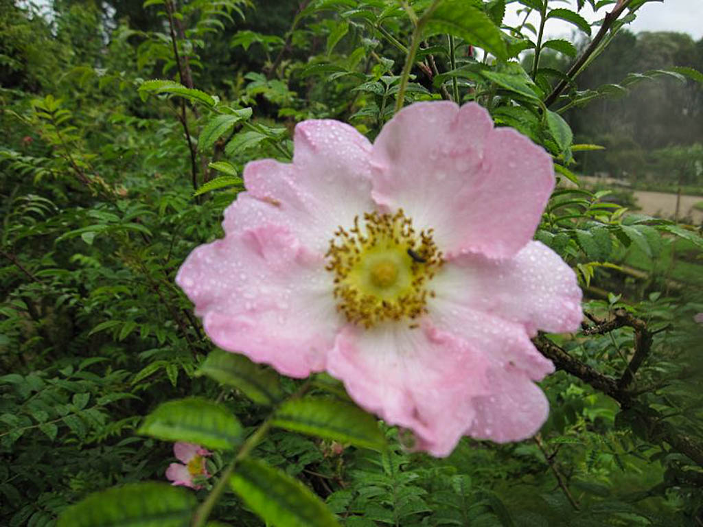 Datei:Rosa roxburghii, Stéphane Barth, L'Hay 4-2-w.jpg – Rose-Biblio
