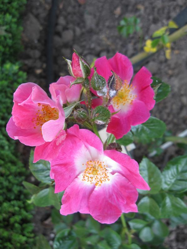 American Pillar – Rose-Biblio