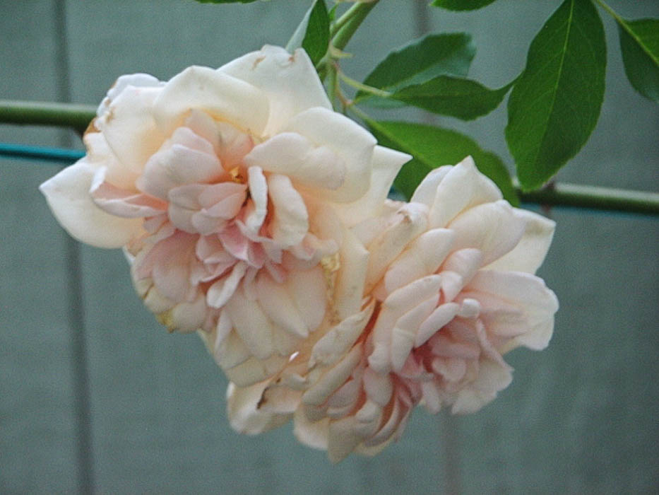 Rêve d'Or – Rose-Biblio