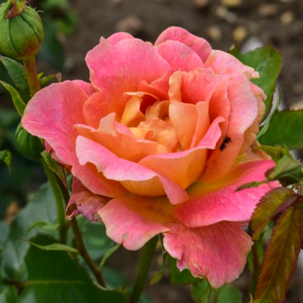 Talisman – Rose-Biblio