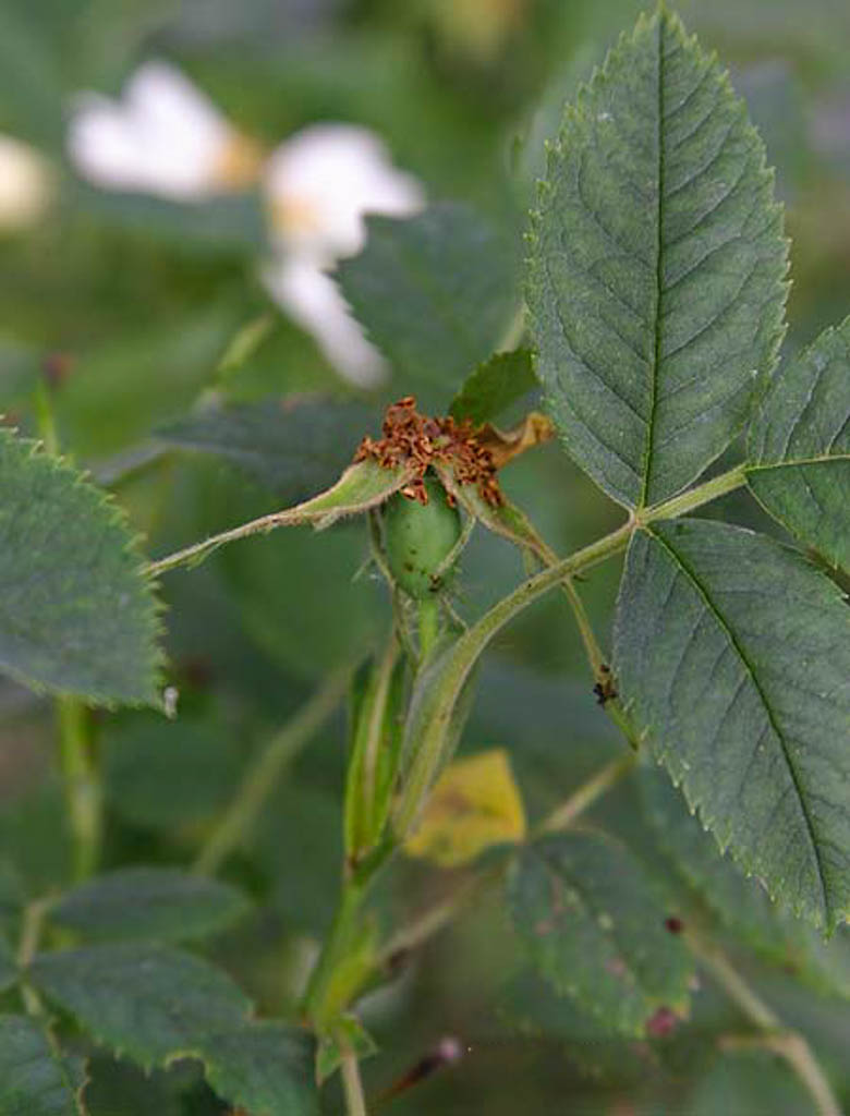 Datei:Rosa x alba 'Simplex', Christne Meile 2-2-w.jpg – Rose-Biblio