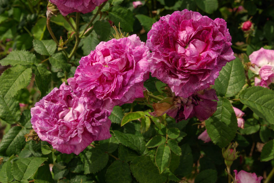 Hector – Rose-Biblio