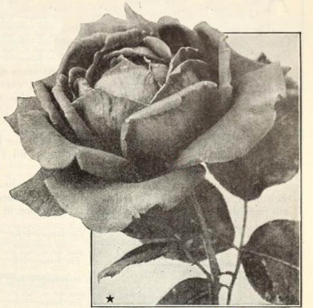 National Flower Guild – Rose-Biblio