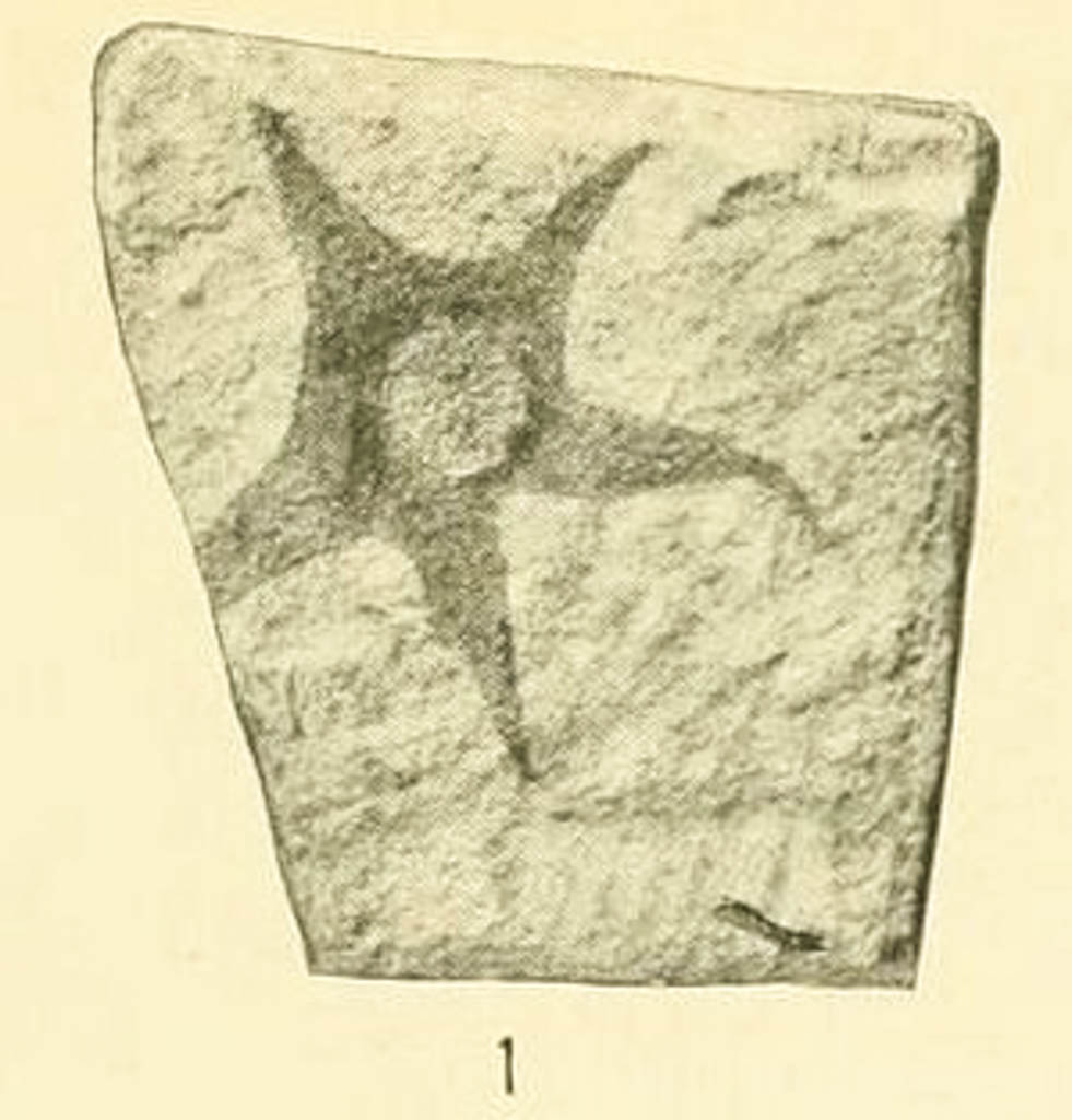 Rosa inquirenda Knowlt. – Rose-Biblio