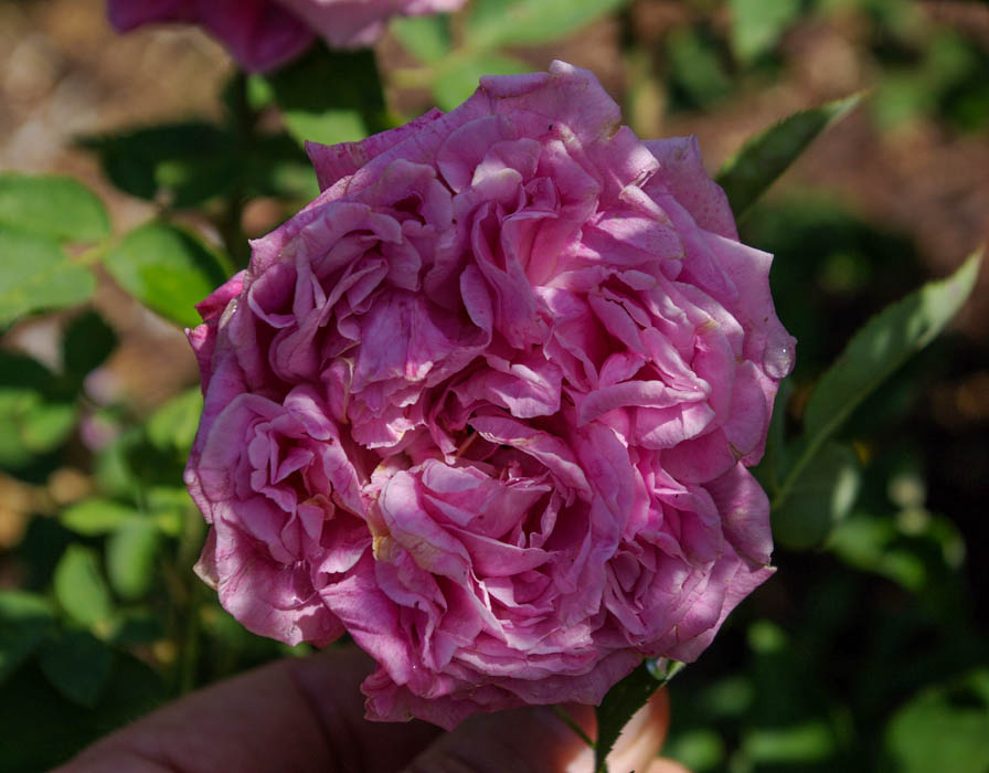 Vick's Caprice – Rose-Biblio