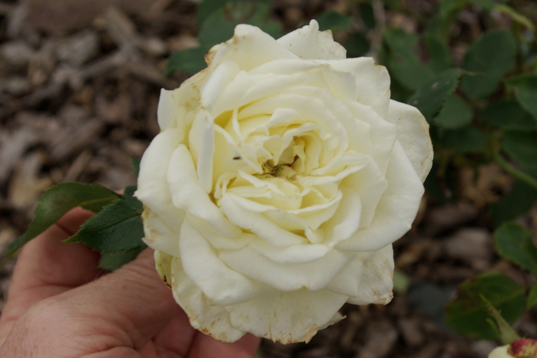 Edel – Rose-Biblio