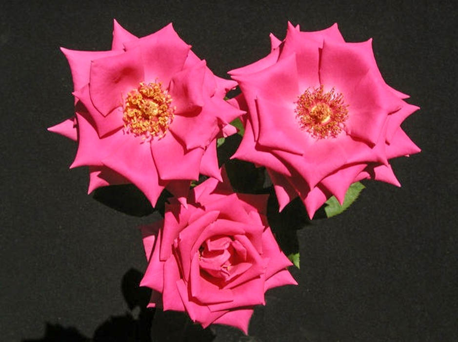 Datei:Canadian Northlight, George Mander-w.jpg – Rose-Biblio