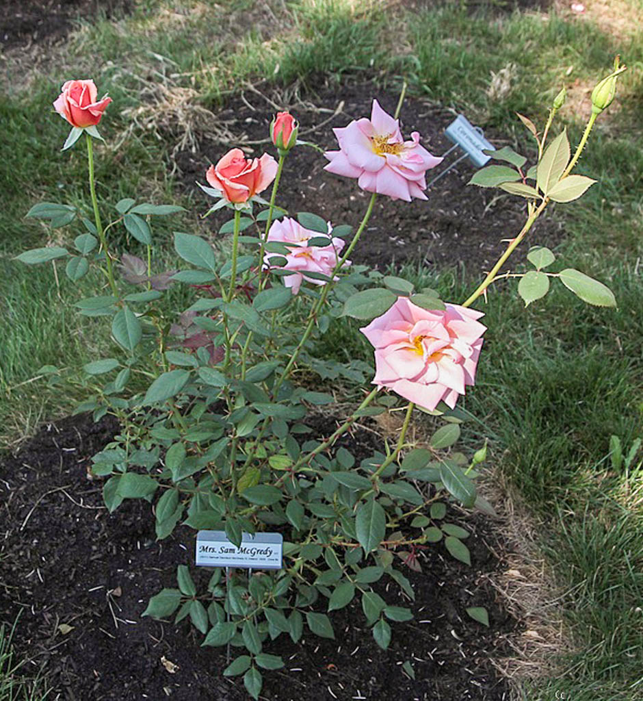 Datei:Mrs. Sam McGredy, Dianne's Southwest Idaho Rose Garden-2-w.jpg ...