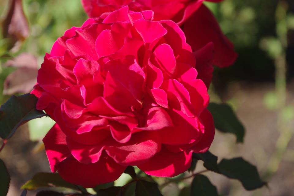 Alec's Red – Rose-Biblio