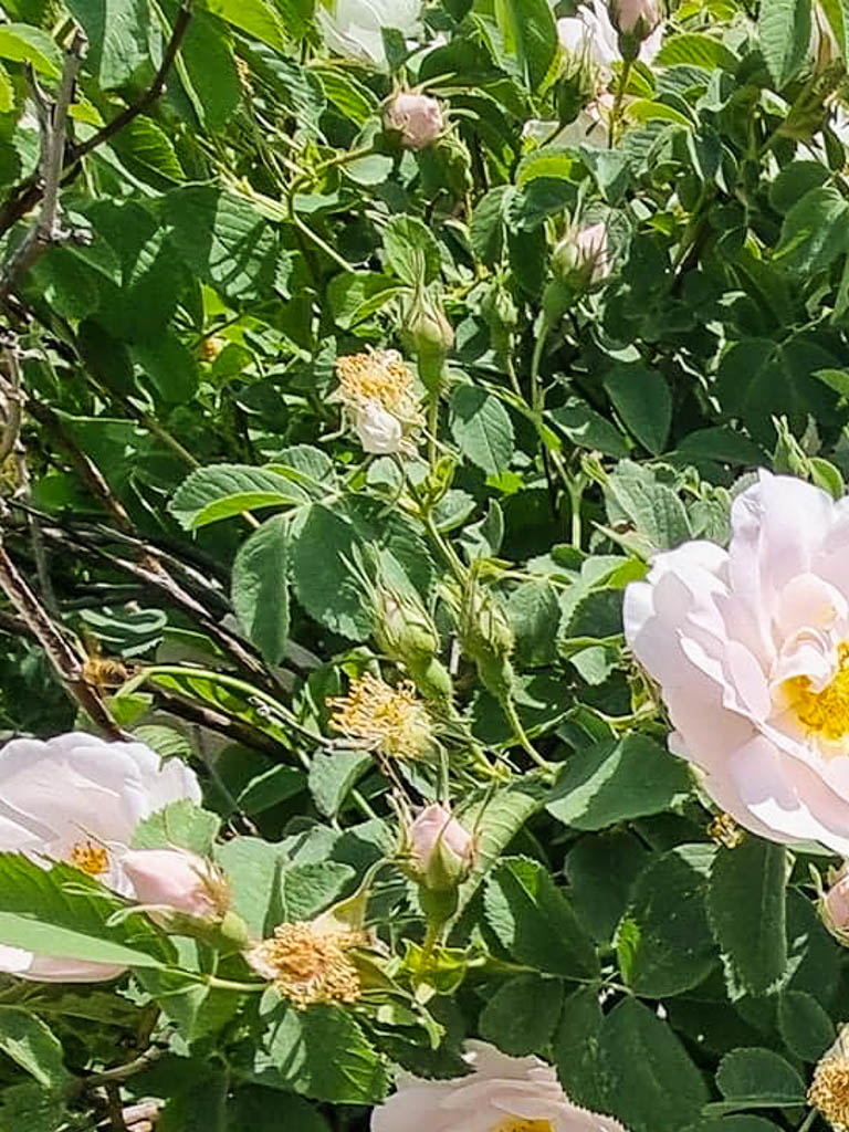 Datei:Alba di Takht-e Soleyman, Barbara Signorino 3-2-w-2.jpg – Rose-Biblio