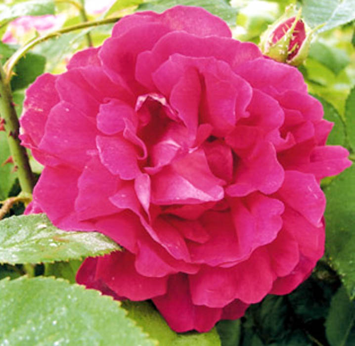 Isabelle d'Este – Rose-Biblio