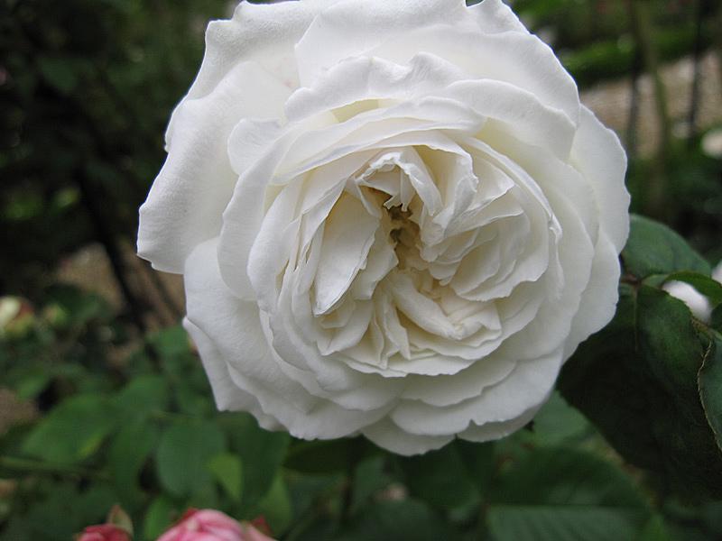 Coquette des Blanches – Rose-Biblio