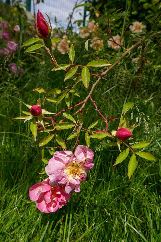 Datei:Fortune's Double Yellow, rosa Sport 4-6-w.jpg – Rose-Biblio