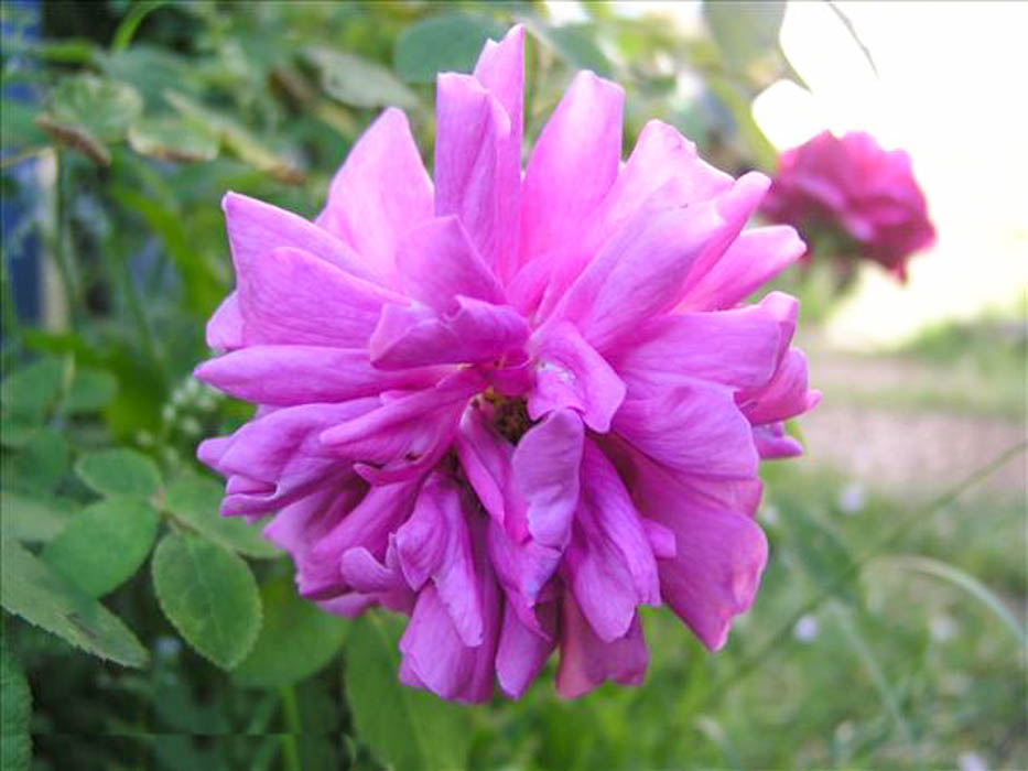 La Belle Inconnue – Rose-Biblio