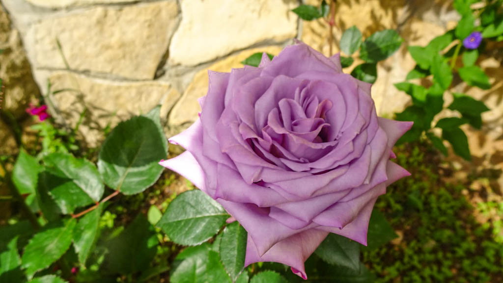 Mamy Blue – Rose-Biblio