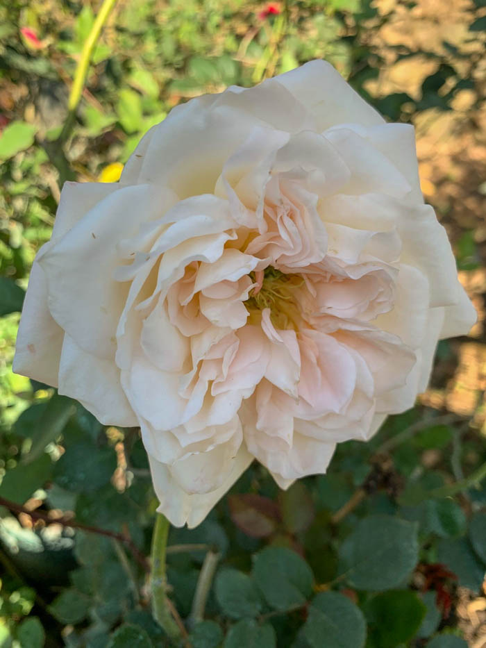 Remembering Cochet – Rose-Biblio
