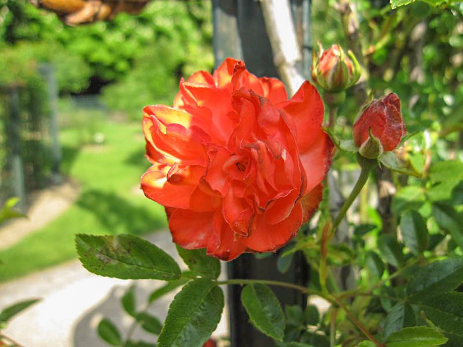 Margo Koster, Clbg. – Rose-Biblio