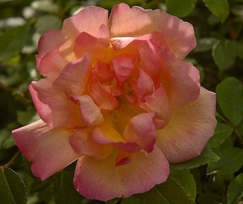 Rosa odorata (Andrews) Sweet var. pseudoindica (Lindley) Rehder – Rose ...