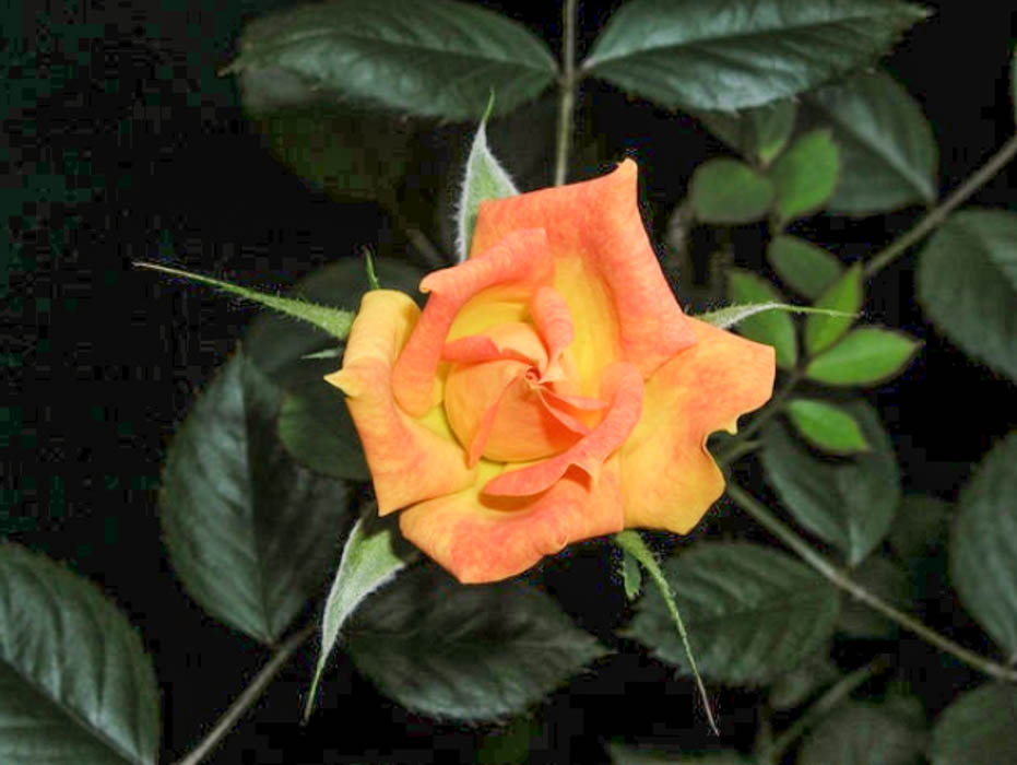 George's Pride – Rose-Biblio