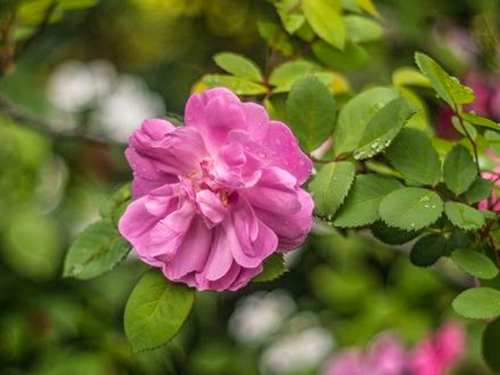 Lippiatt's Manetti – Rose-Biblio