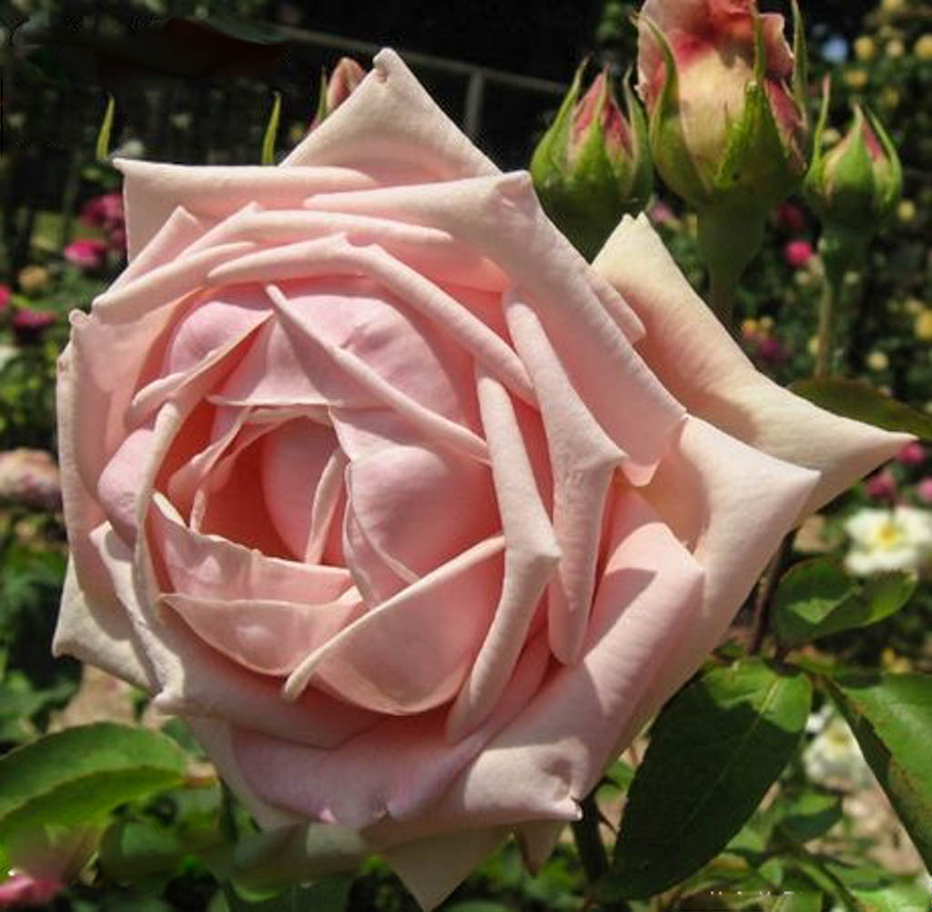 Madame Gustave Metz – Rose-Biblio