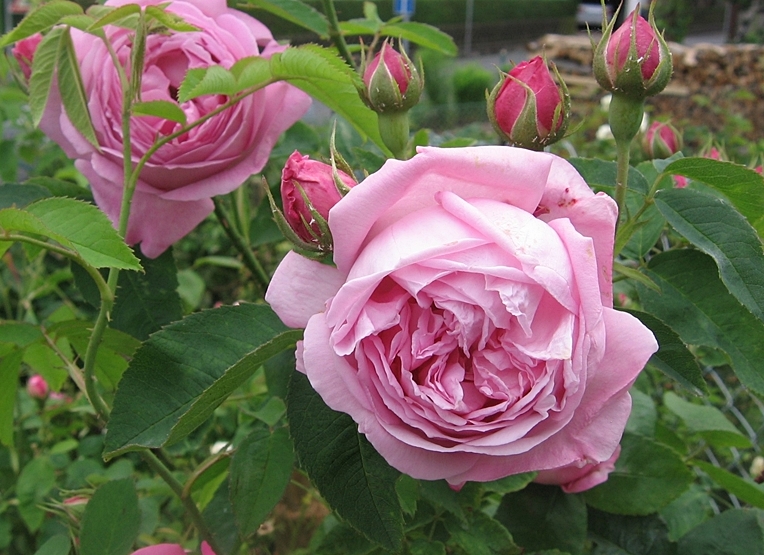 La Noblesse – Rose-Biblio