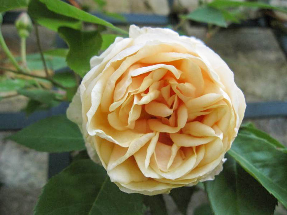 Datei:Maréchal Niel, Stéphane Barth, L'Hay 1-w.jpg – Rose-Biblio